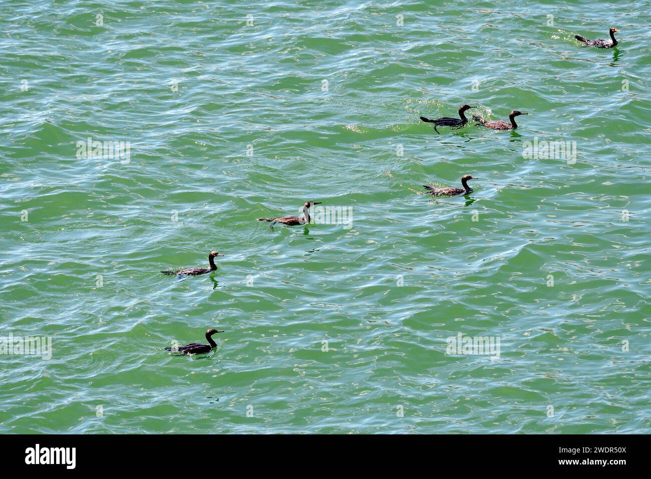 Crowned Cormorant, Phalacrocorax coronatus, Phalacrocoracidae, non ...