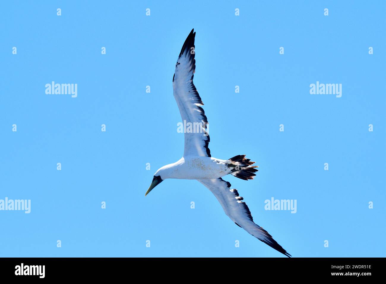 Masked Booby, Sula dactylatra, Sulidae, in flight, bird, animal ...