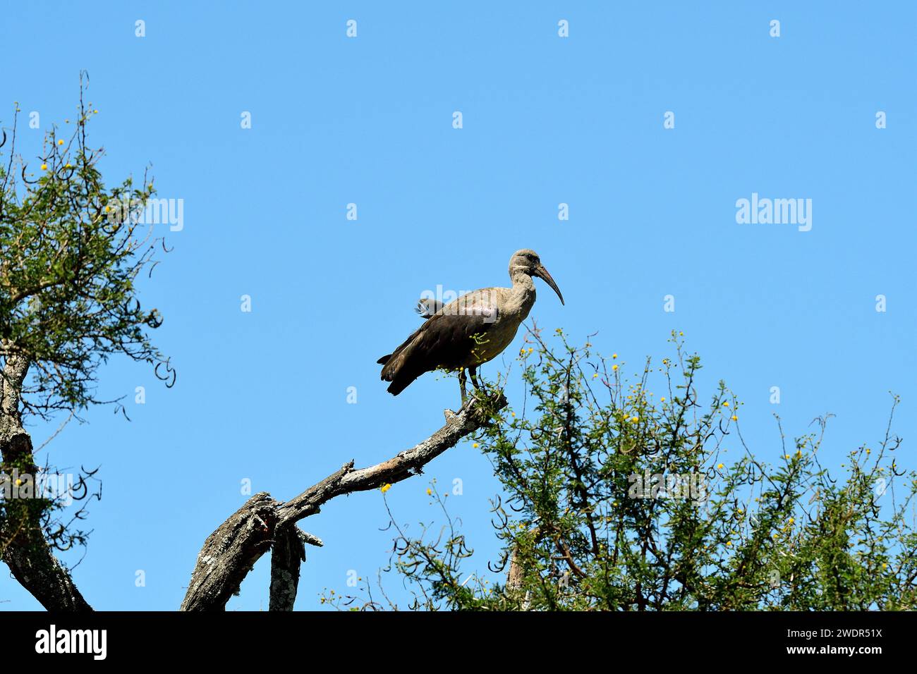 Hadeda Ibis, Bostrychia hagedash, Threskiornithidae, bird, animal ...