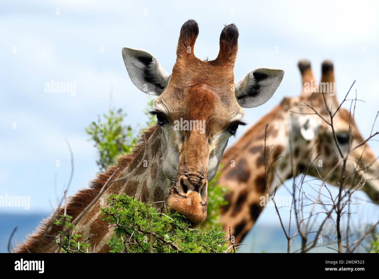Giraffe, Giraffa camelopardalis, Giraffidae, browsing, animal, mammal ...
