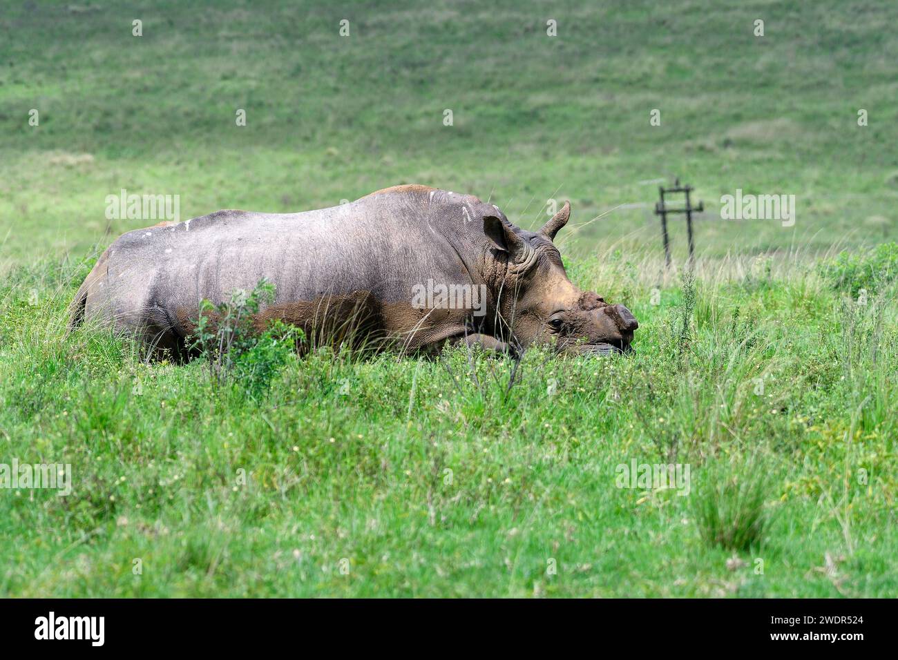 Horn sawn hi-res stock photography and images - Alamy