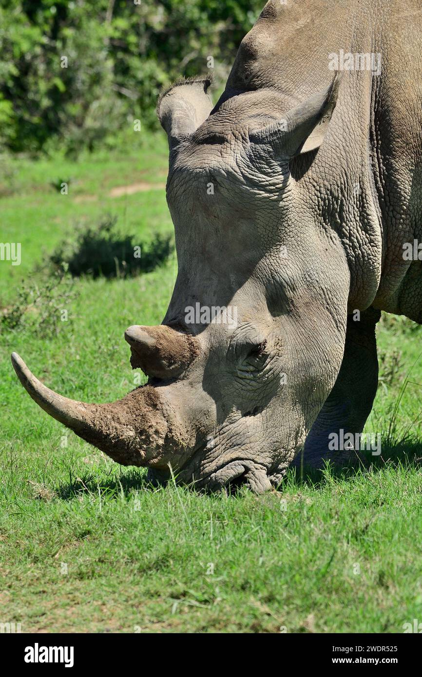 Sea rhinoceros hi-res stock photography and images - Alamy