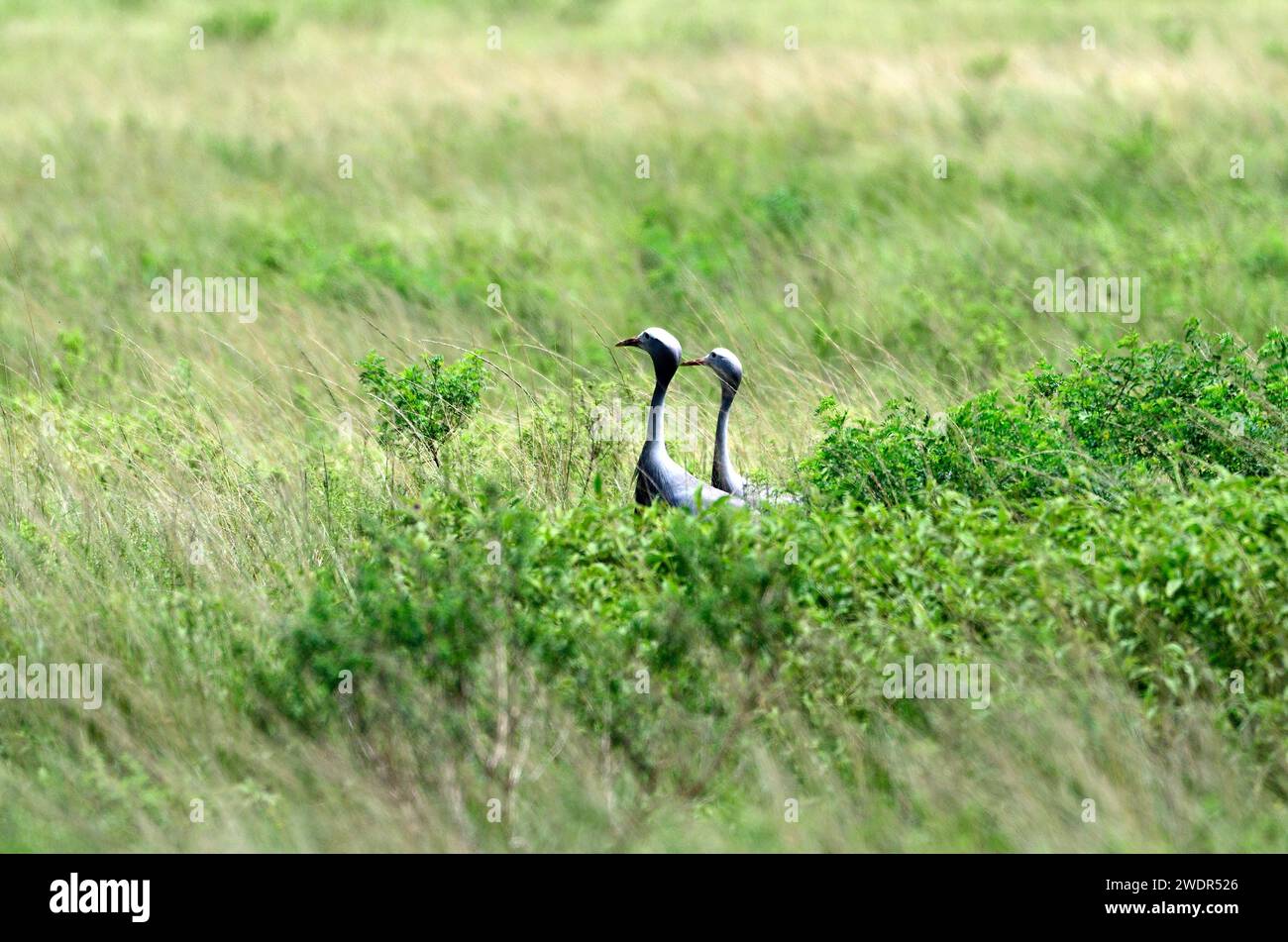 Blue Crane, Anthropoides paradisea, Gruidae, bird, animal, Tala ...