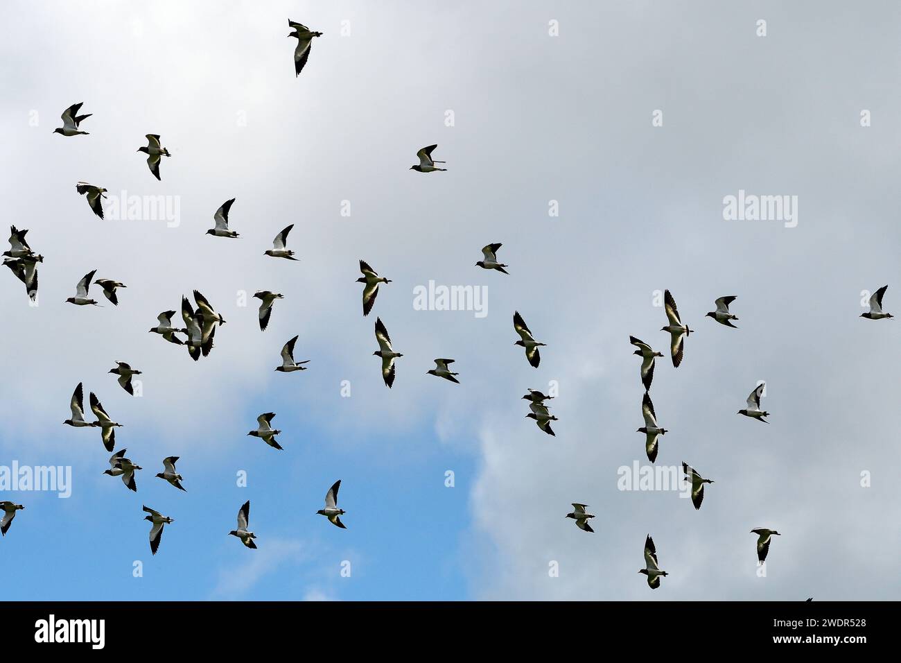 Blackwinged Plover, Vanellus melanopterus, Charadriidae, big flock, in ...