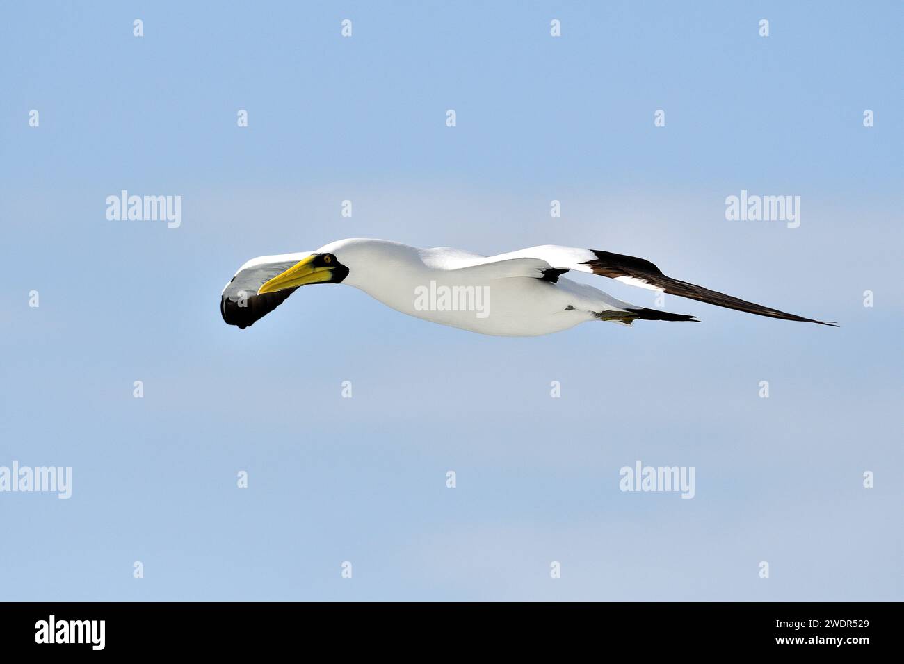 Masked Booby, Sula dactylatra, Sulidae, in flight, bird, animal, Indian ...