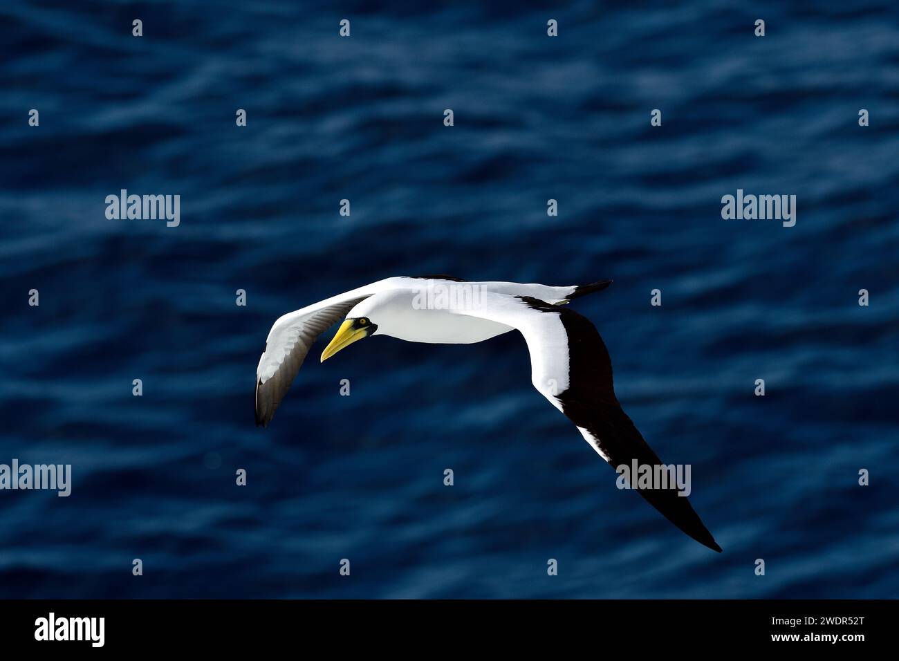 Masked Booby, Sula dactylatra, Sulidae, in flight, bird, animal, Indian ...