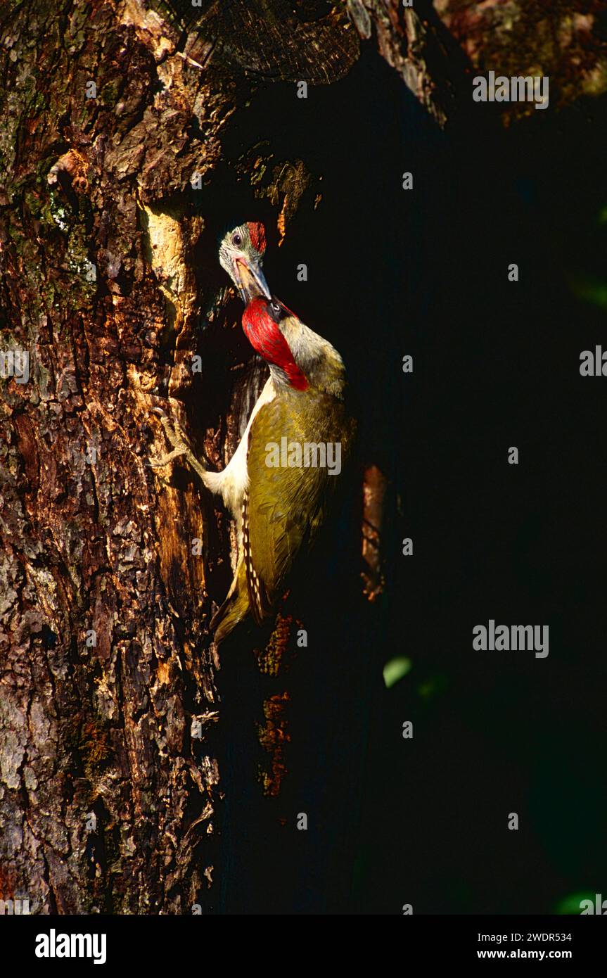 European Green Woodpecker, Picus viridis, Picidae, male, at the nest ...