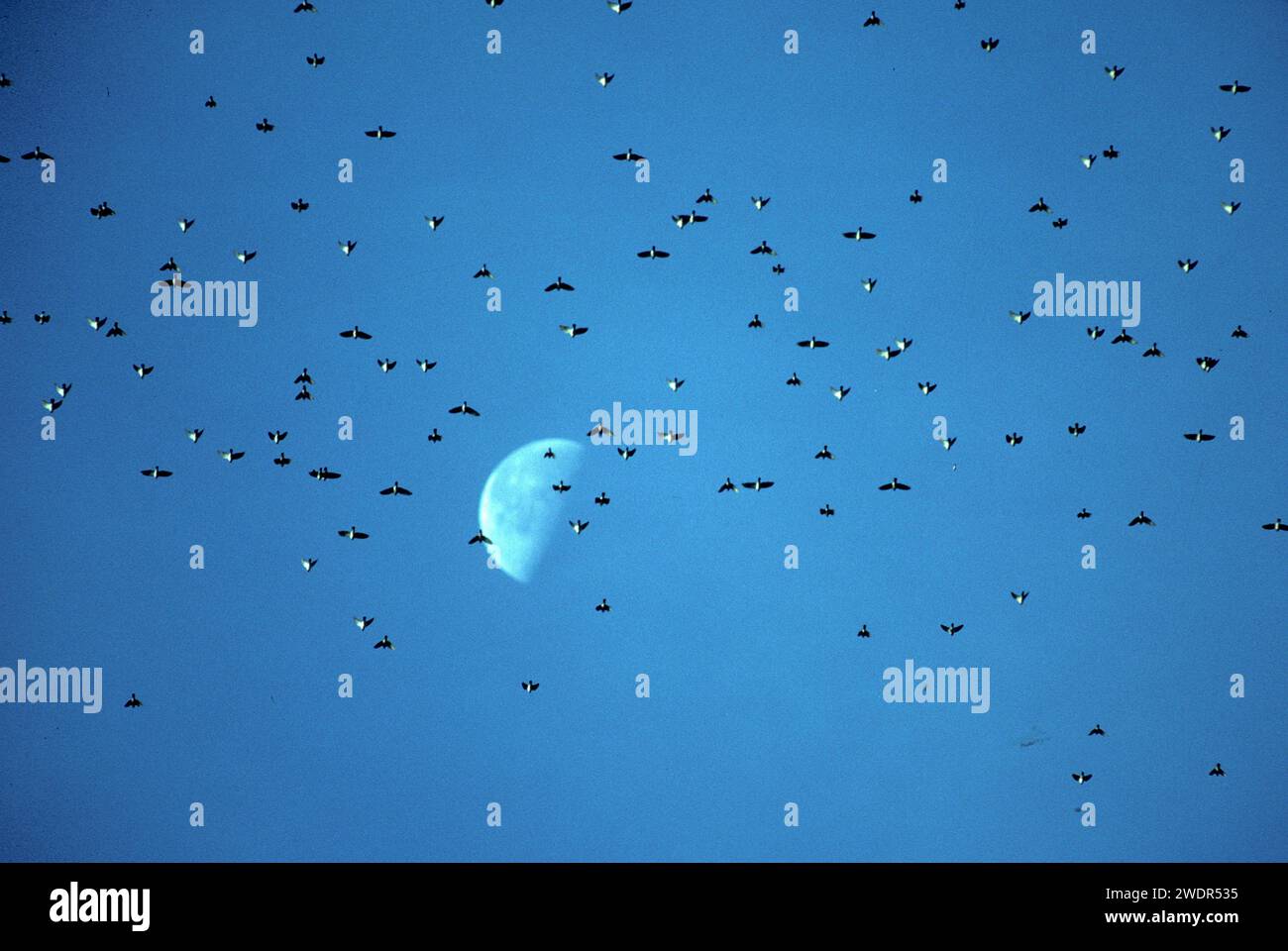 Common Wood Pigeon, Columba palumbus, Columbidae, flock, migrating ...