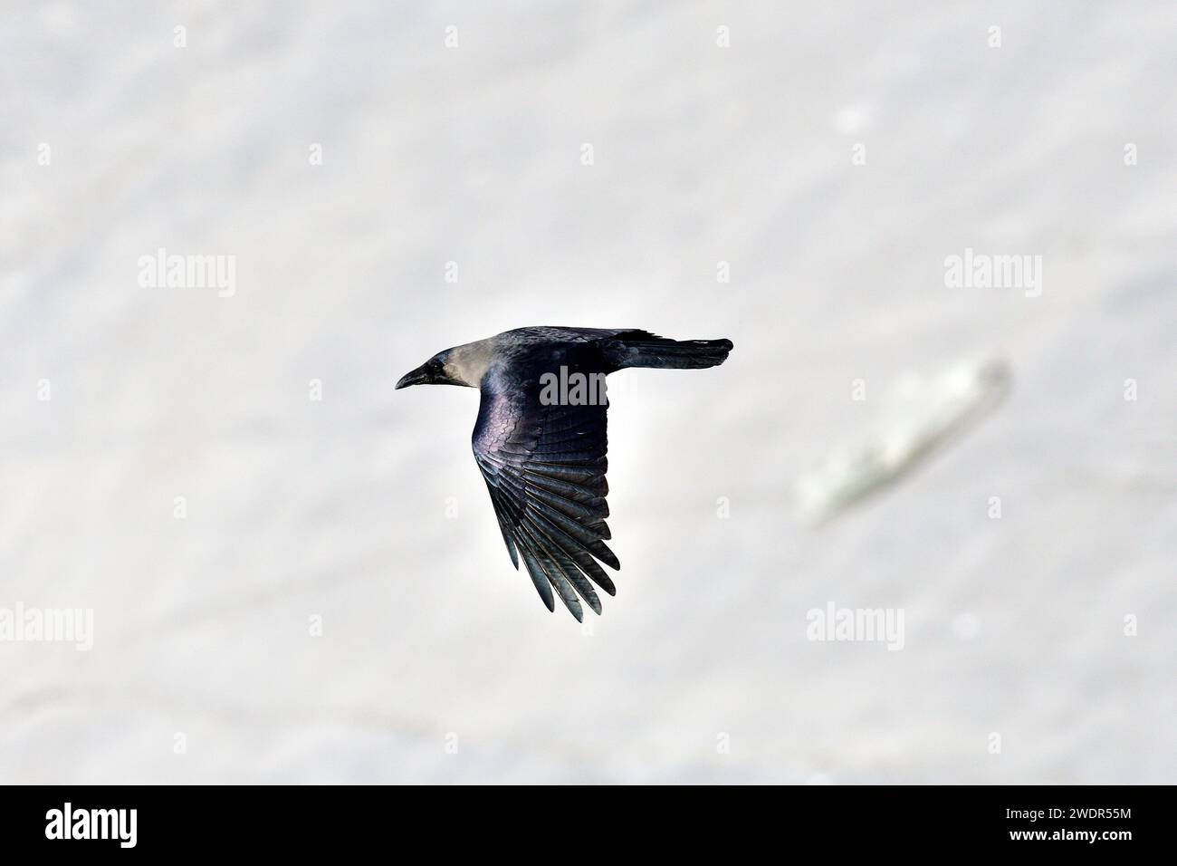 House Crow, Corvus splendus, Corvidae, in flight, bird, animal, Oman ...