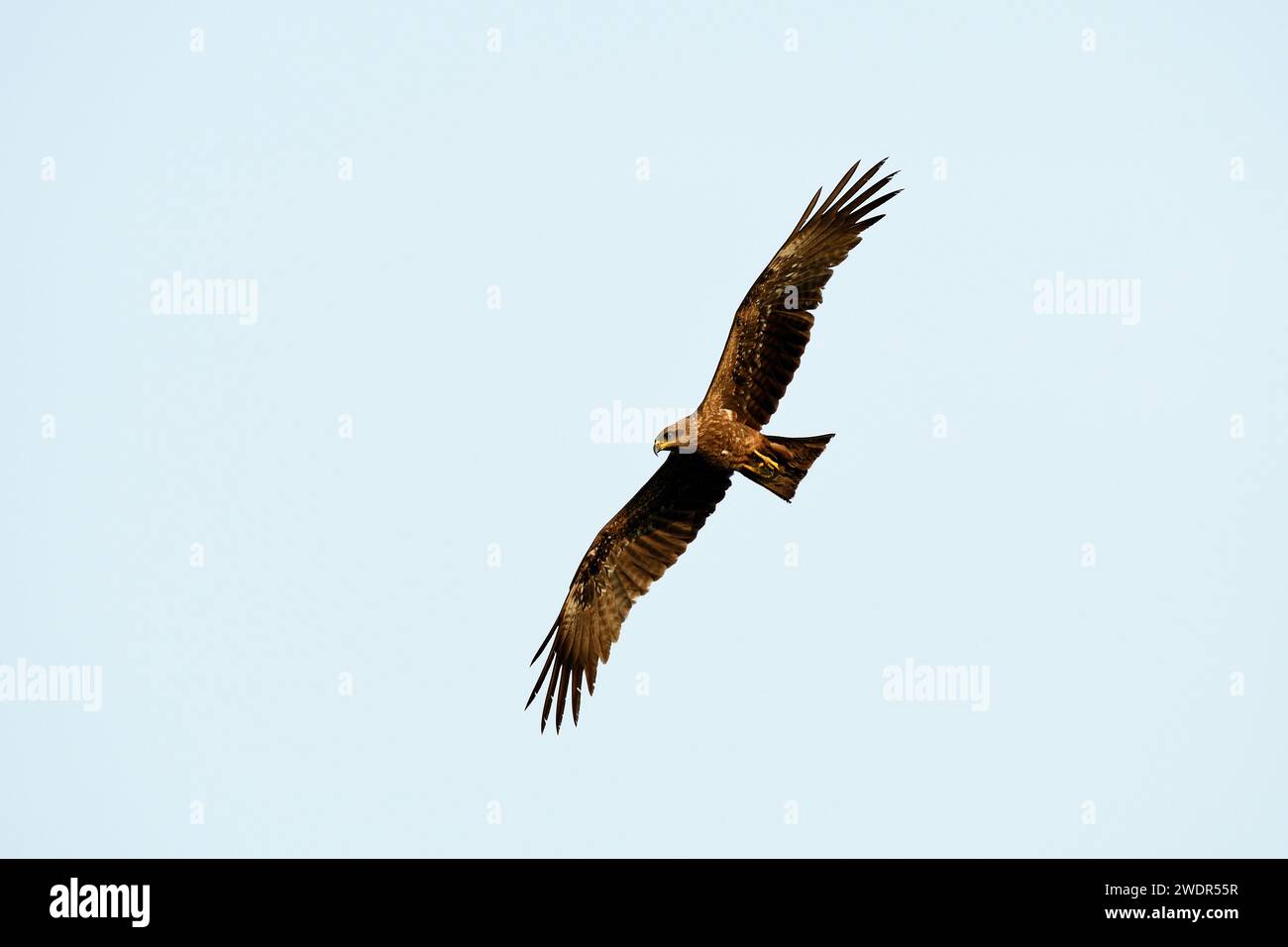 Black-eared Kite, Milvus migrans lineatus, Accipitridae, bird of prey ...