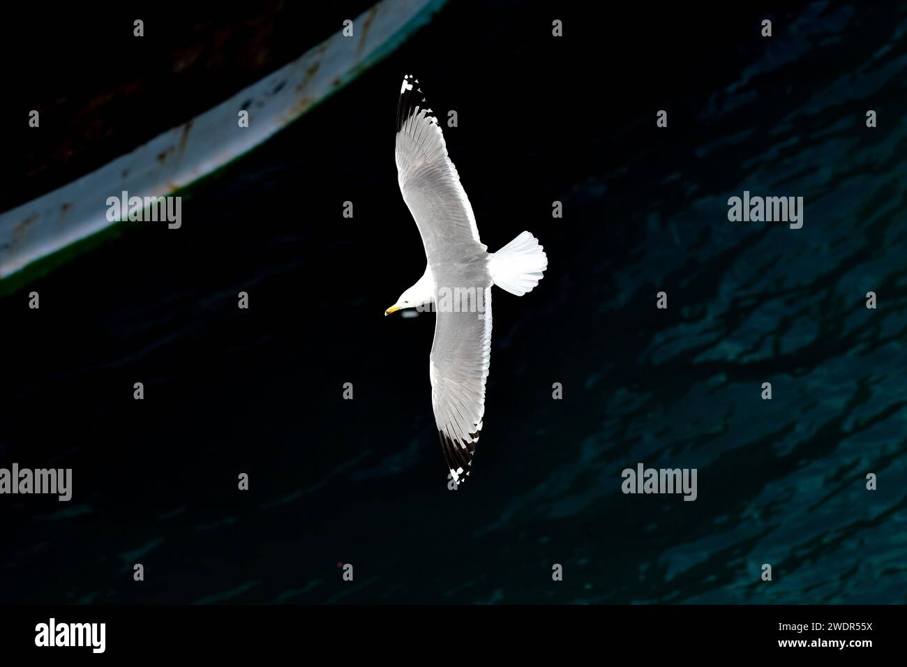 Armenian Gull, Larus armenicus, Laridae, adult, in flight, bird, animal ...