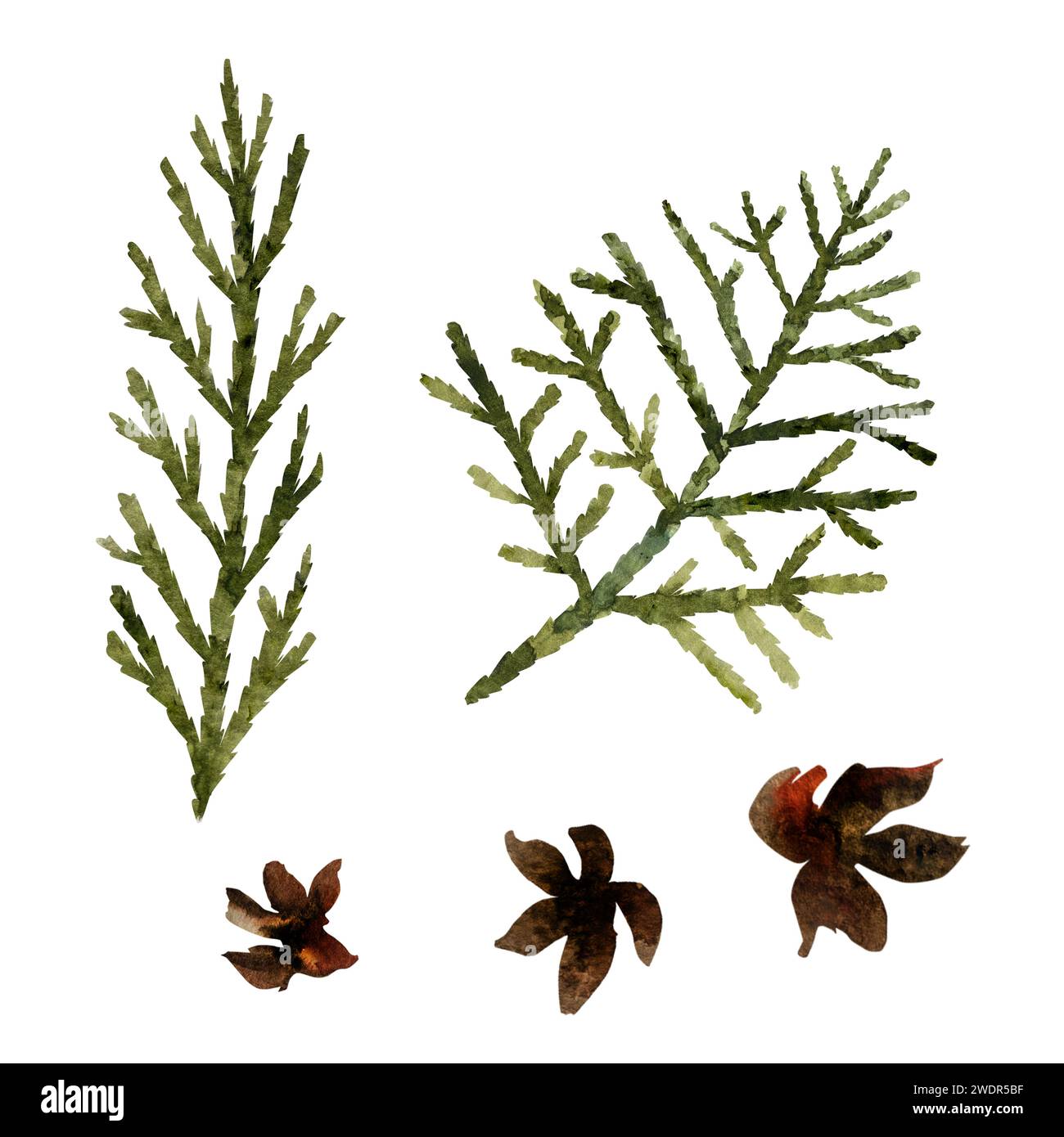 watercolor illustration of thuja twigs and cones, hand-drawn thuja ...