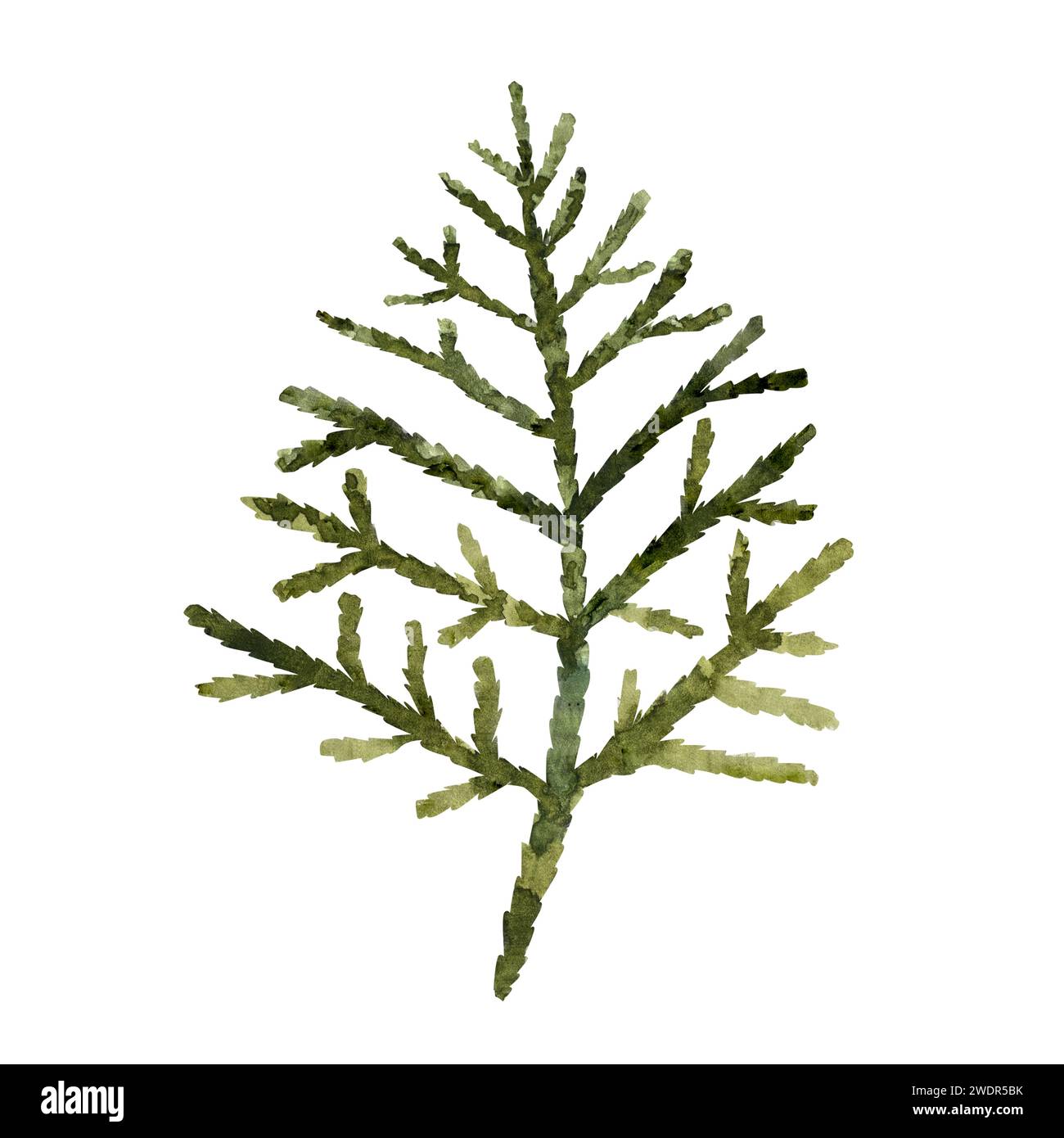 watercolor illustration of thuja twigs and cones, hand-drawn thuja ...