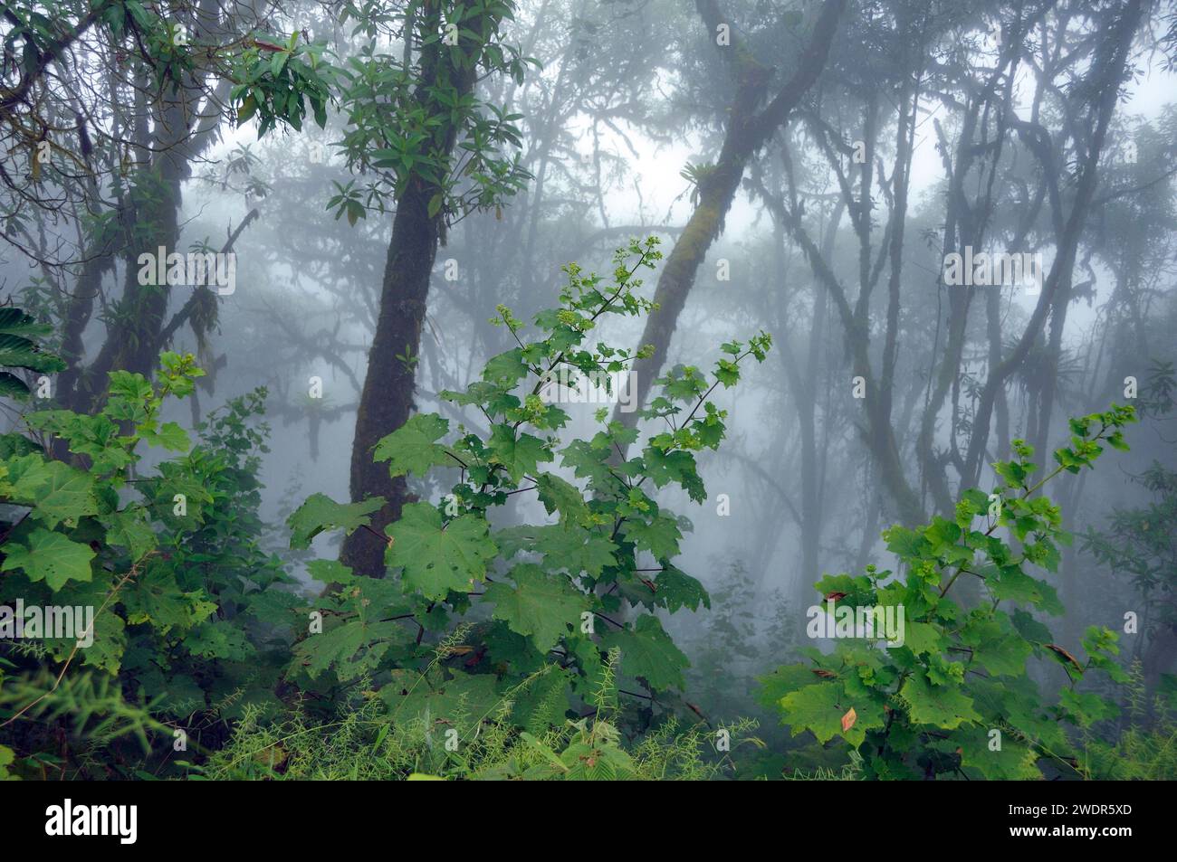 South America, Ecuador, Andes, Highland,Huigra, cloud forest Stock ...