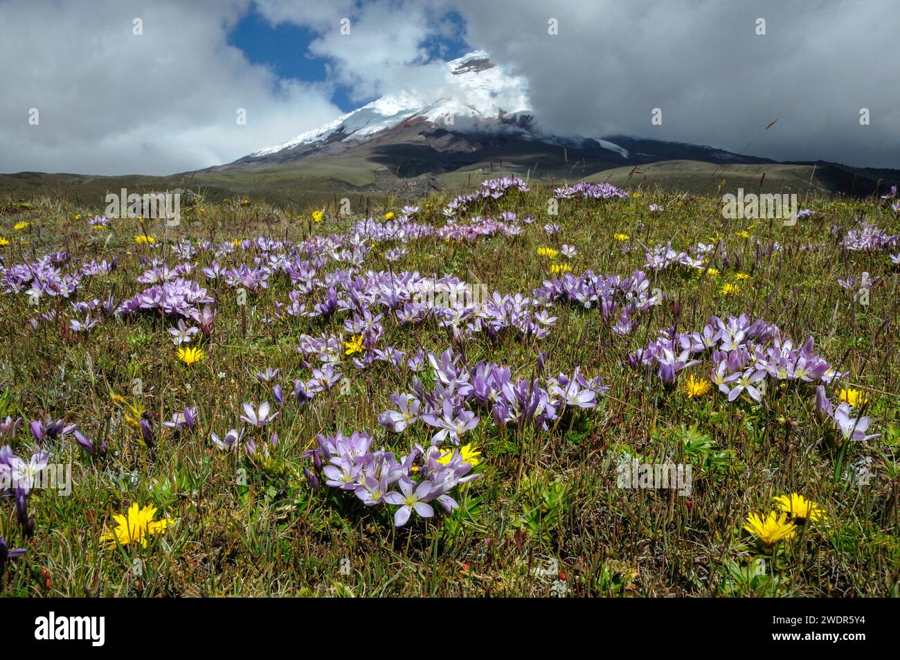 South America, Andes, Ecuador, Cotopaxi National Park, Cotopaxi Volcano ...