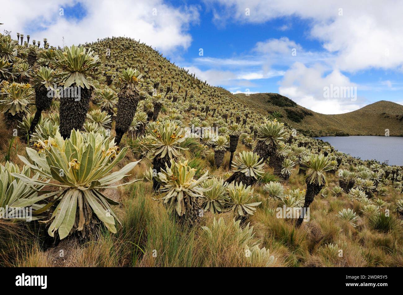 Reserva ecologica del angel hi-res stock photography and images - Alamy