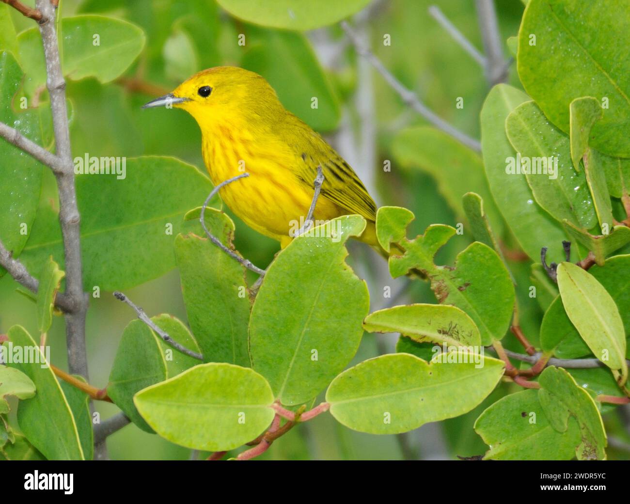 Ecuador, Galapagos Islands, Santa Cruz Island, Las Bachas, Yellow ...