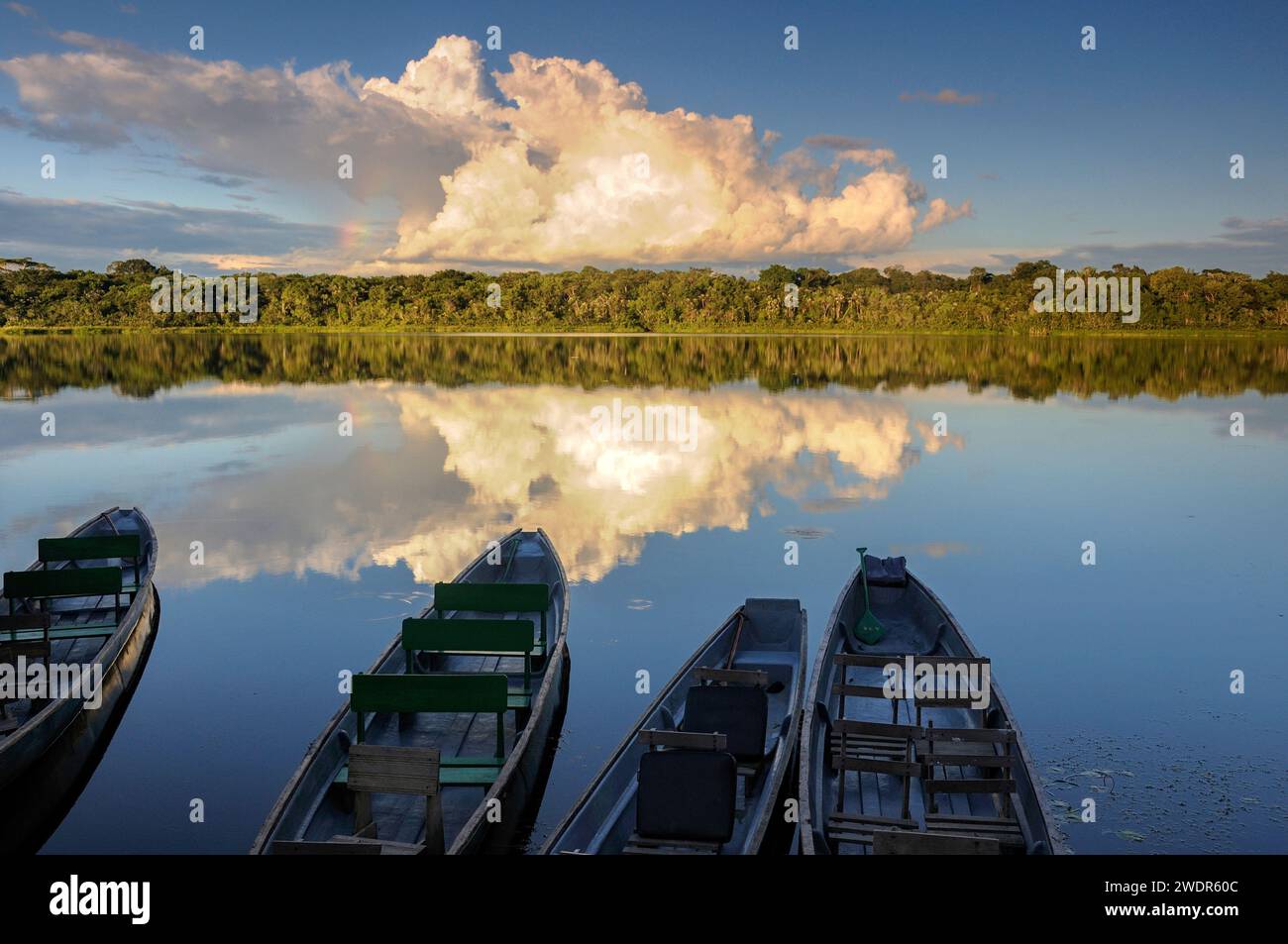 South America, Amazon, Ecuador, Anangurocha Lake, Napo Wildlife Center ...