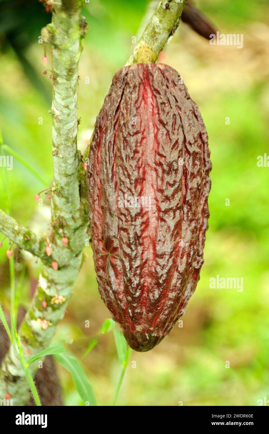 South America, Ecuador, Andes, Highland, Cocoa, plant, fruit, chocolate ...