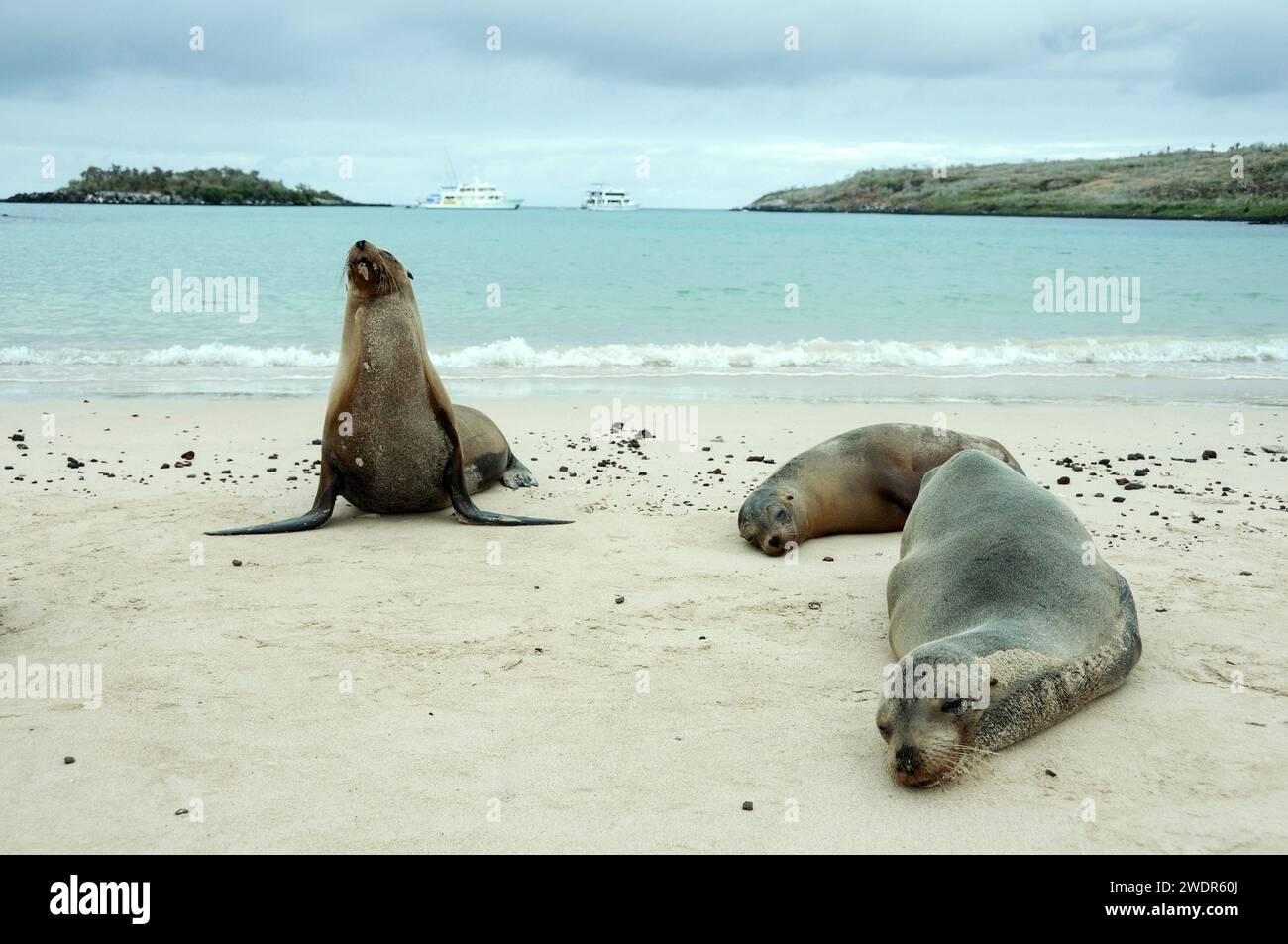 South America, Ecuador, Pacific, Galapagos Islands, UNESCO World ...