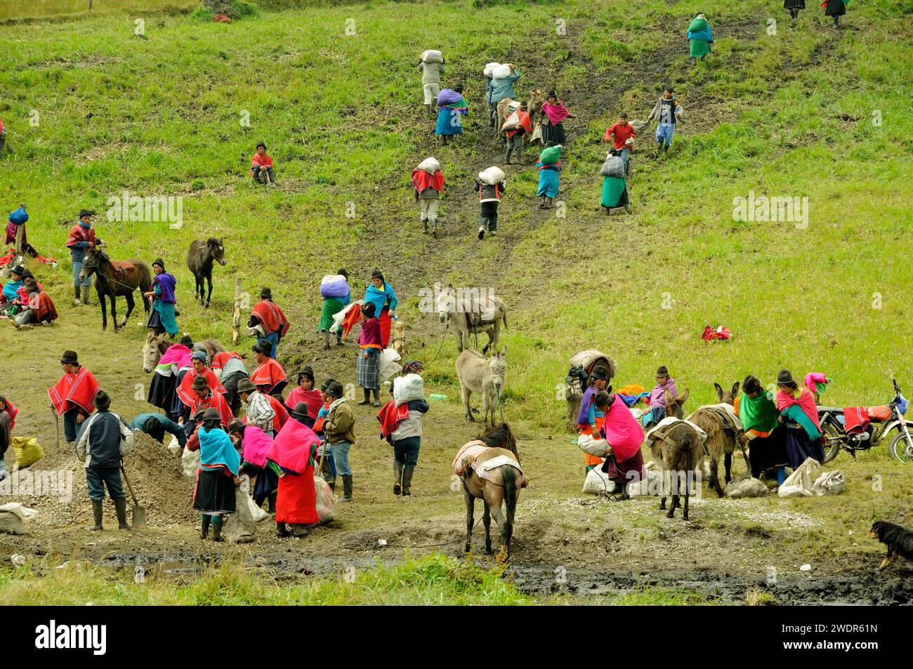 Ecuador, Andes Mountains, near Pilahuin, minga, Communal work ...