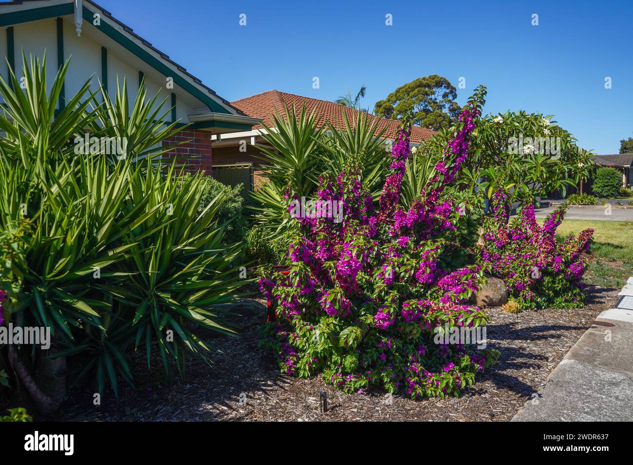 Bougainvillea flowers in bloom, Adelaide, Australia Stock Photo - Alamy