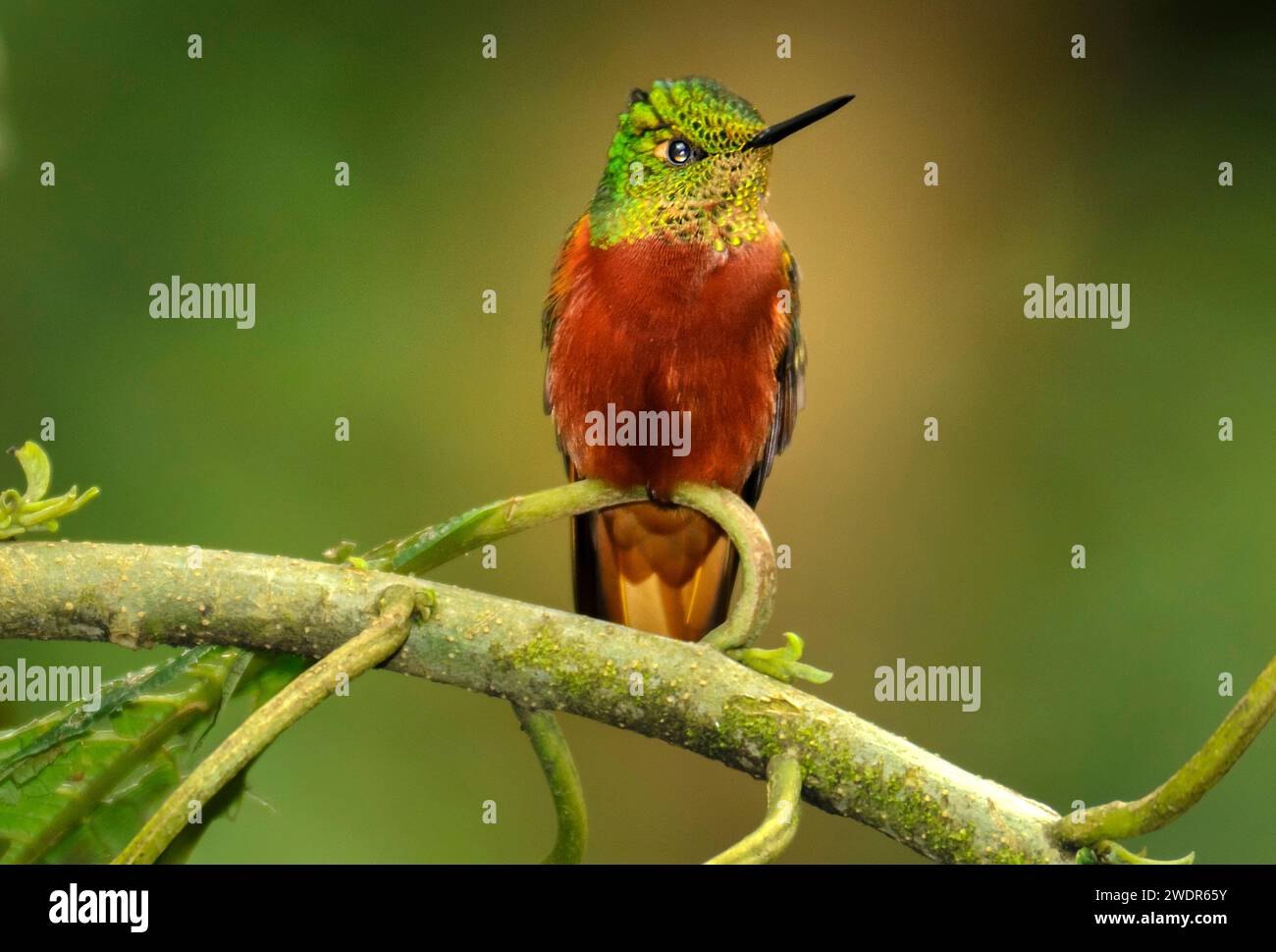 South America, Ecuador, Andes, Hummingbird at Guango lodge Stock Photo ...