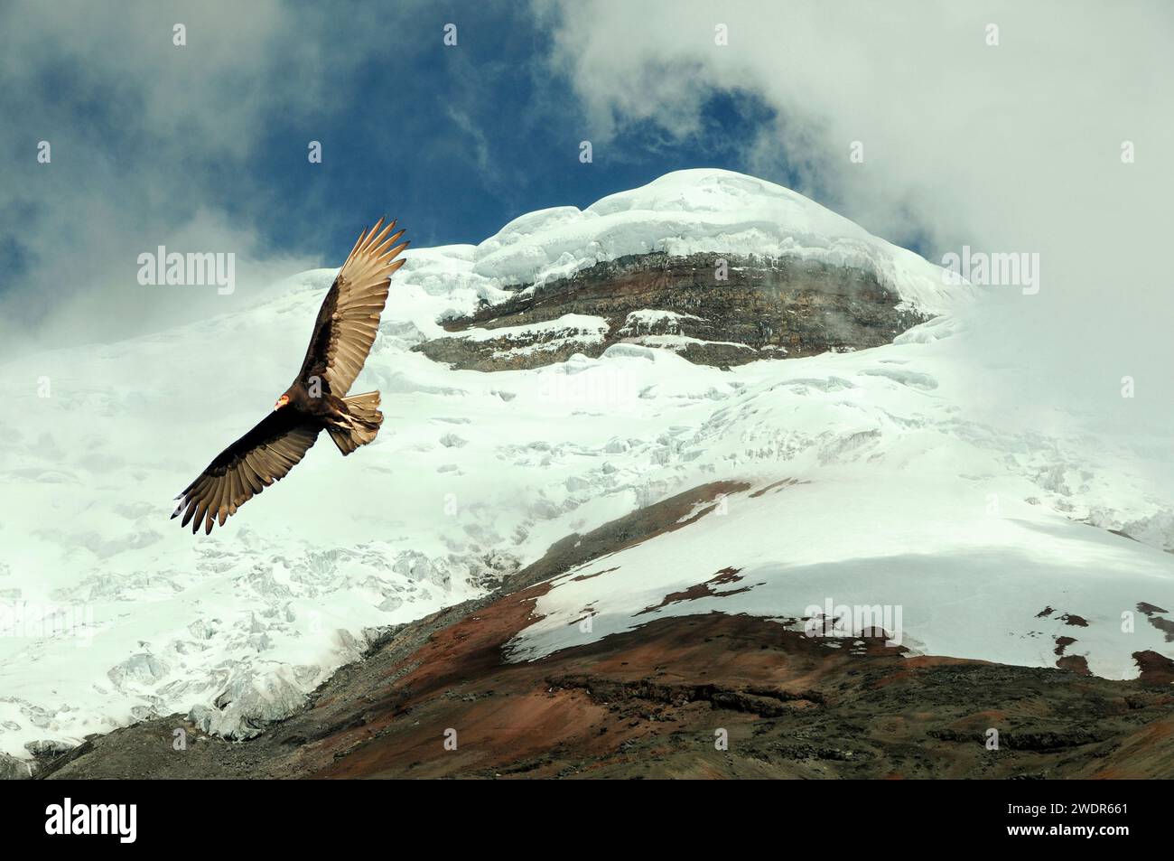 Vulture and Cotopaxi Volcano, Cotopaxi National Park, Andes Mountains ...
