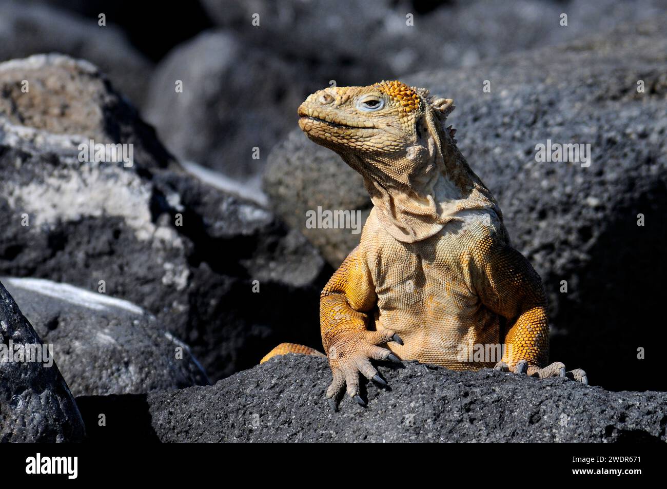 South America, Ecuador, Pacific, Galapagos Islands, UNESCO World ...