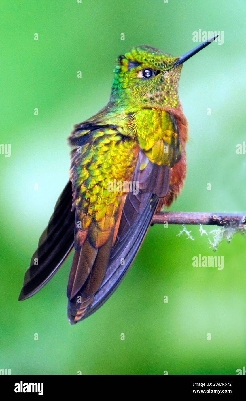 Andes birding hi-res stock photography and images - Alamy