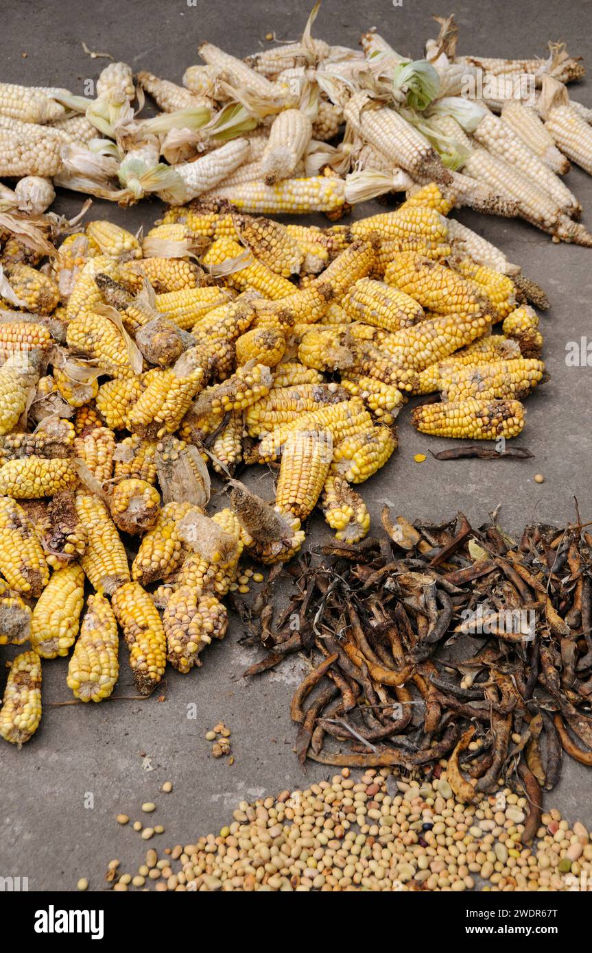 Ecuador, Andes Mountains, Drying corn near Agato Stock Photo - Alamy