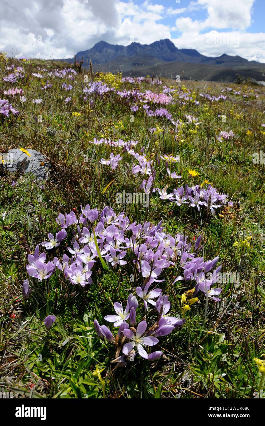 South America, Andes, Ecuador, Cotopaxi National Park, near Cotopaxi ...