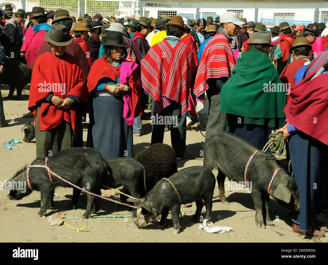 Ecuador, Andes Mountains, Guamote, Market Day, Indigenous People at ...