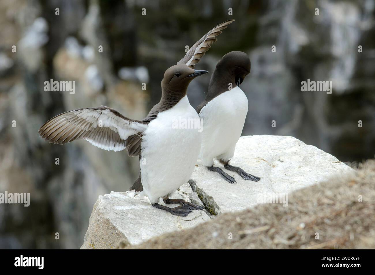 Canada, Maritimes, Newfoundland, Avalon Peninsula, Cape Saint Mary's ...