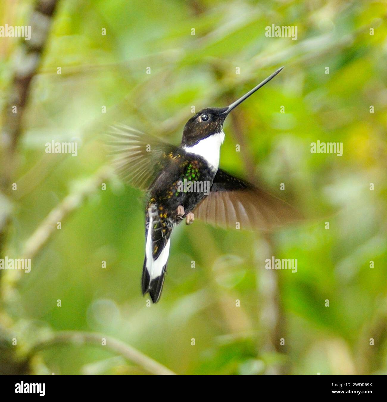 South America, Ecuador, Andes, Patate, Hummingbird Stock Photo - Alamy