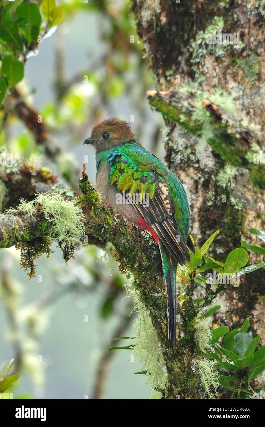 Central America, Costa Rica, female Quetzal bird Stock Photo - Alamy