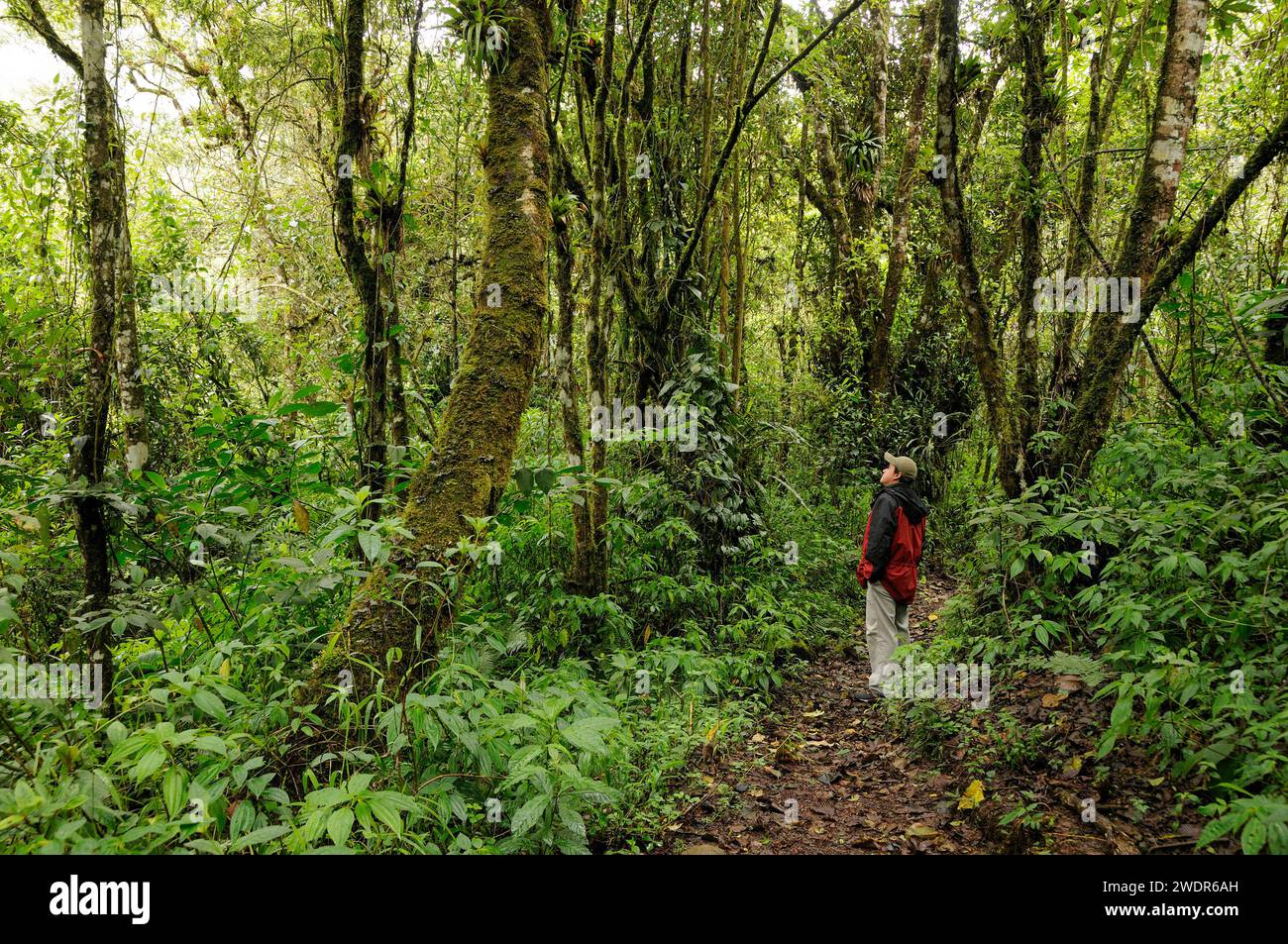 Andes rainforest lodge hi-res stock photography and images - Alamy