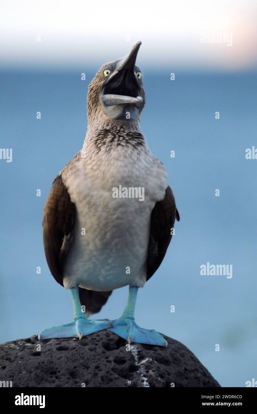 Blue-footed Booby (Sula nebouxii) Lobos Island, Galapagos Islands ...