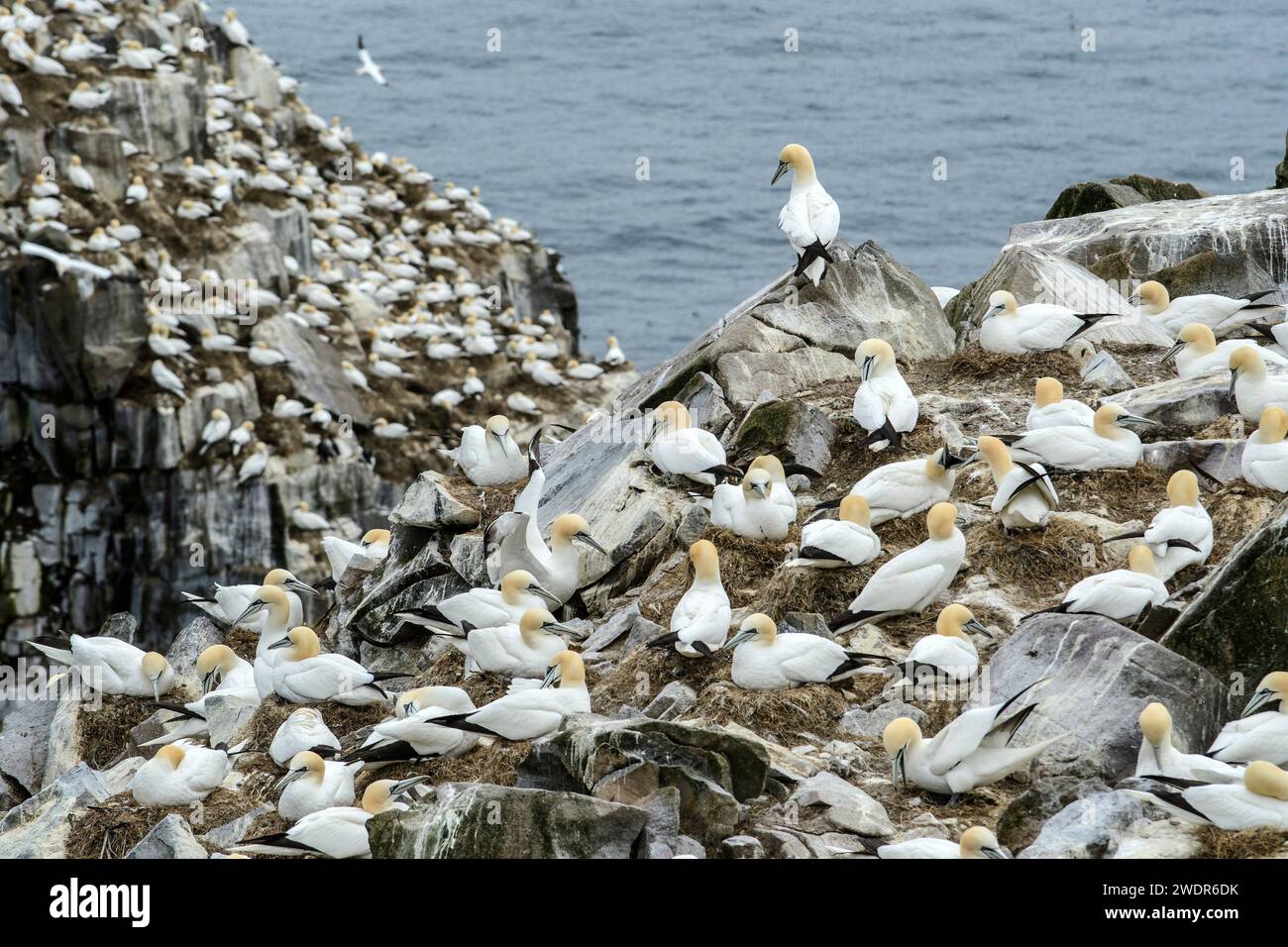 Canada, Maritimes, Newfoundland, Avalon Peninsula, Cape Saint Mary's ...