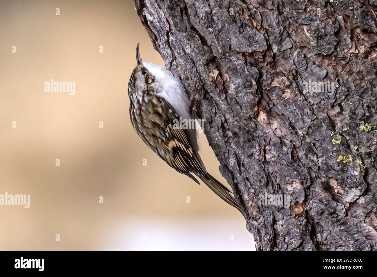 Vogel, Tier, Natur, Schweiz, Baumläufer, Waldbaumläufer, Certhia ...