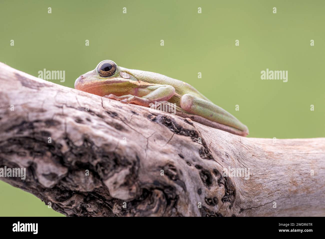 White Tree Frog, Litoria Caerulea, perched on a branch, against a soft ...
