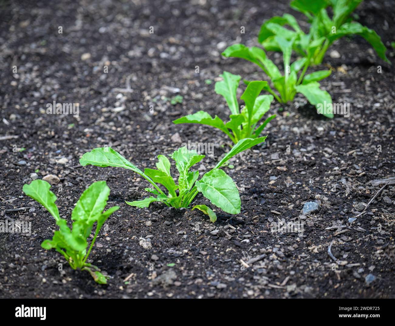 Fancy lettuce hi-res stock photography and images - Alamy