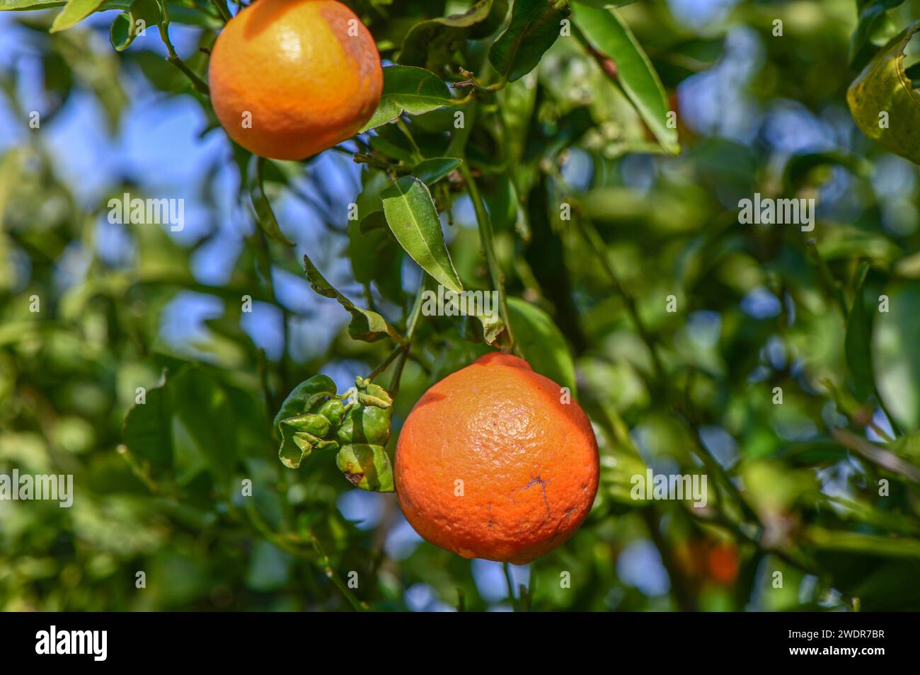 oranges ripen in an orange garden in the Mediterranean 26 Stock Photo ...
