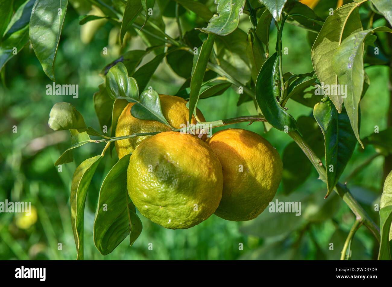 oranges ripen in an orange garden in the Mediterranean 25 Stock Photo ...