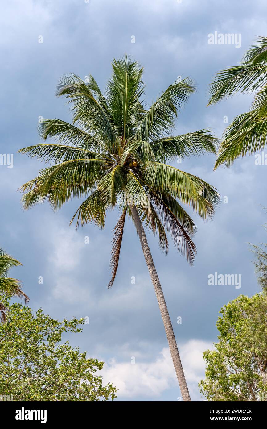 Coconut Palm Tree in Front of Blue Sky, Queensland, Australia Stock ...