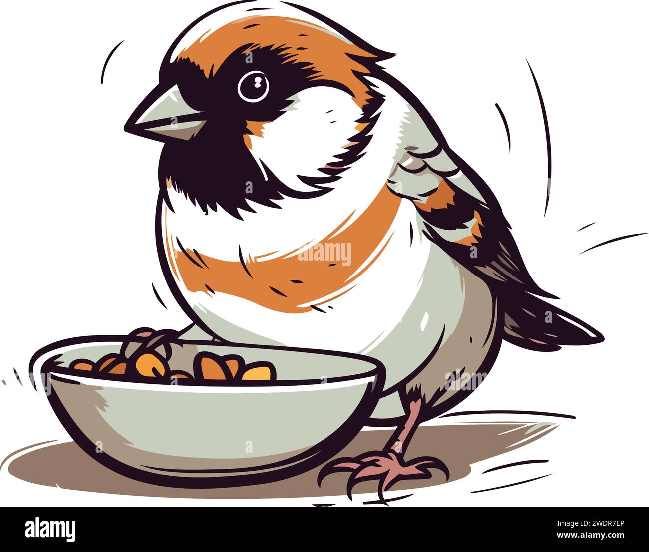 The chaffinch Stock Vector Images - Alamy