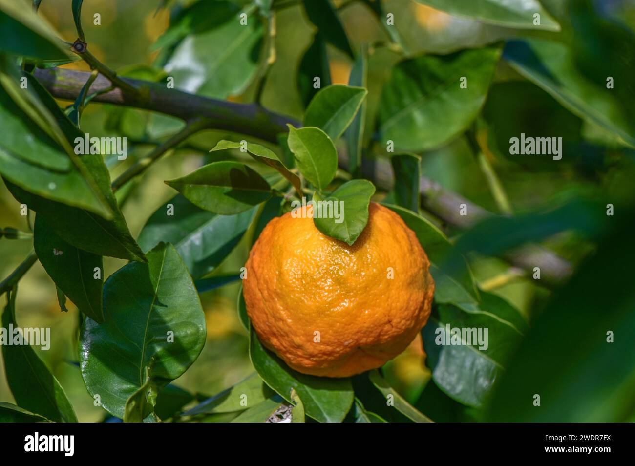 oranges ripen in an orange garden in the Mediterranean 24 Stock Photo ...