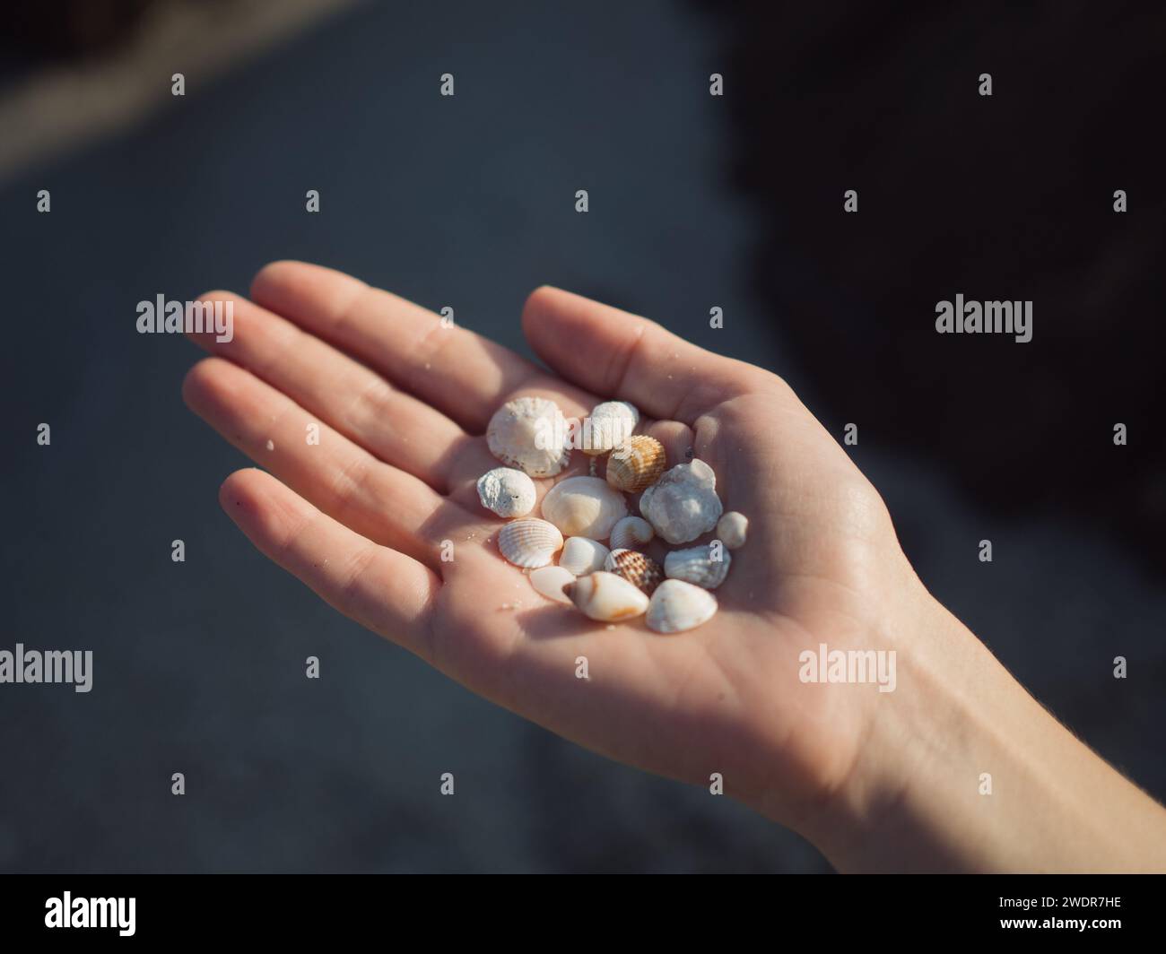 Horizontal close up of a sunlit female hand holding beautiful delicate ...