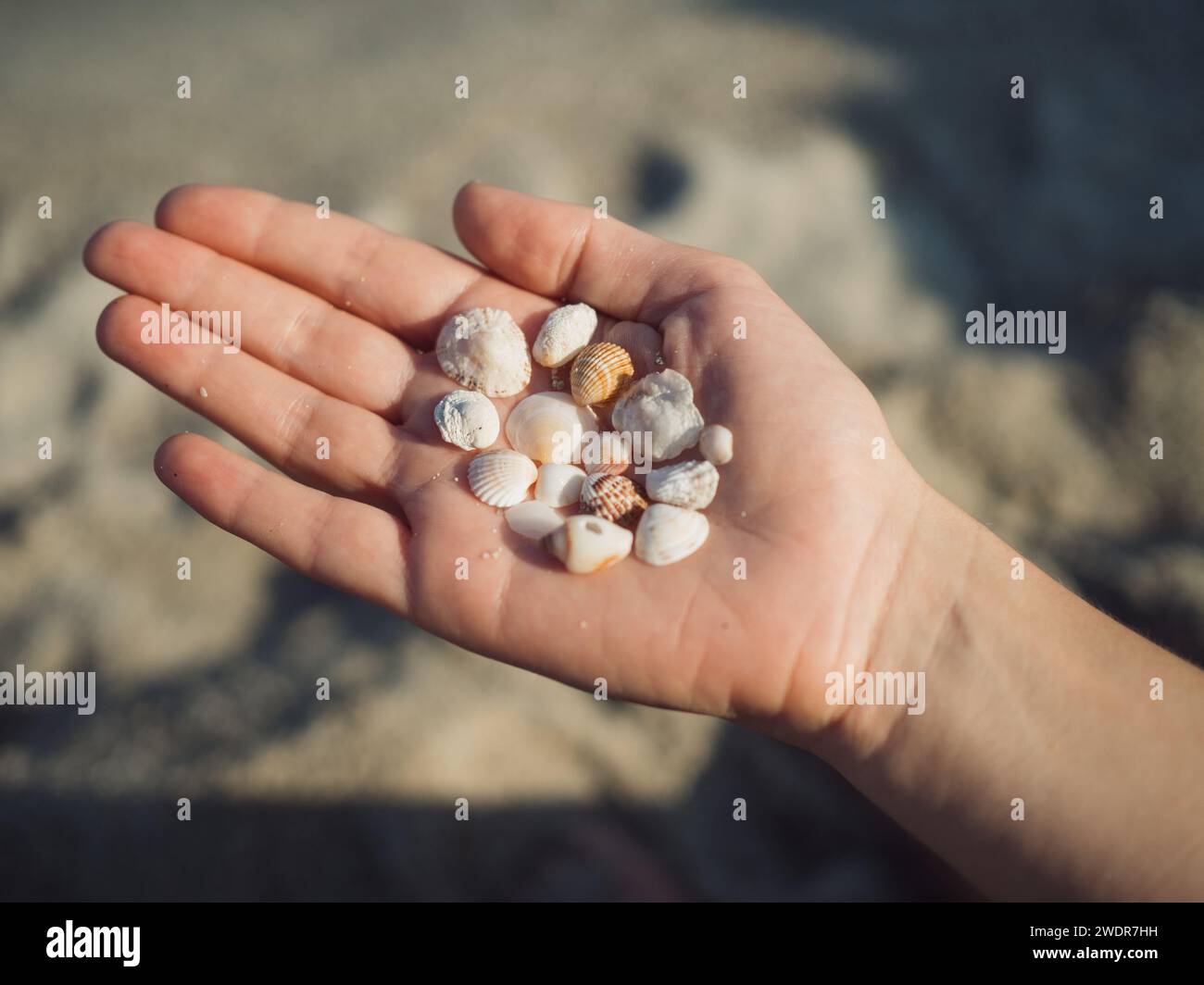 Horizontal close up of a sunlit female hand holding beautiful delicate ...