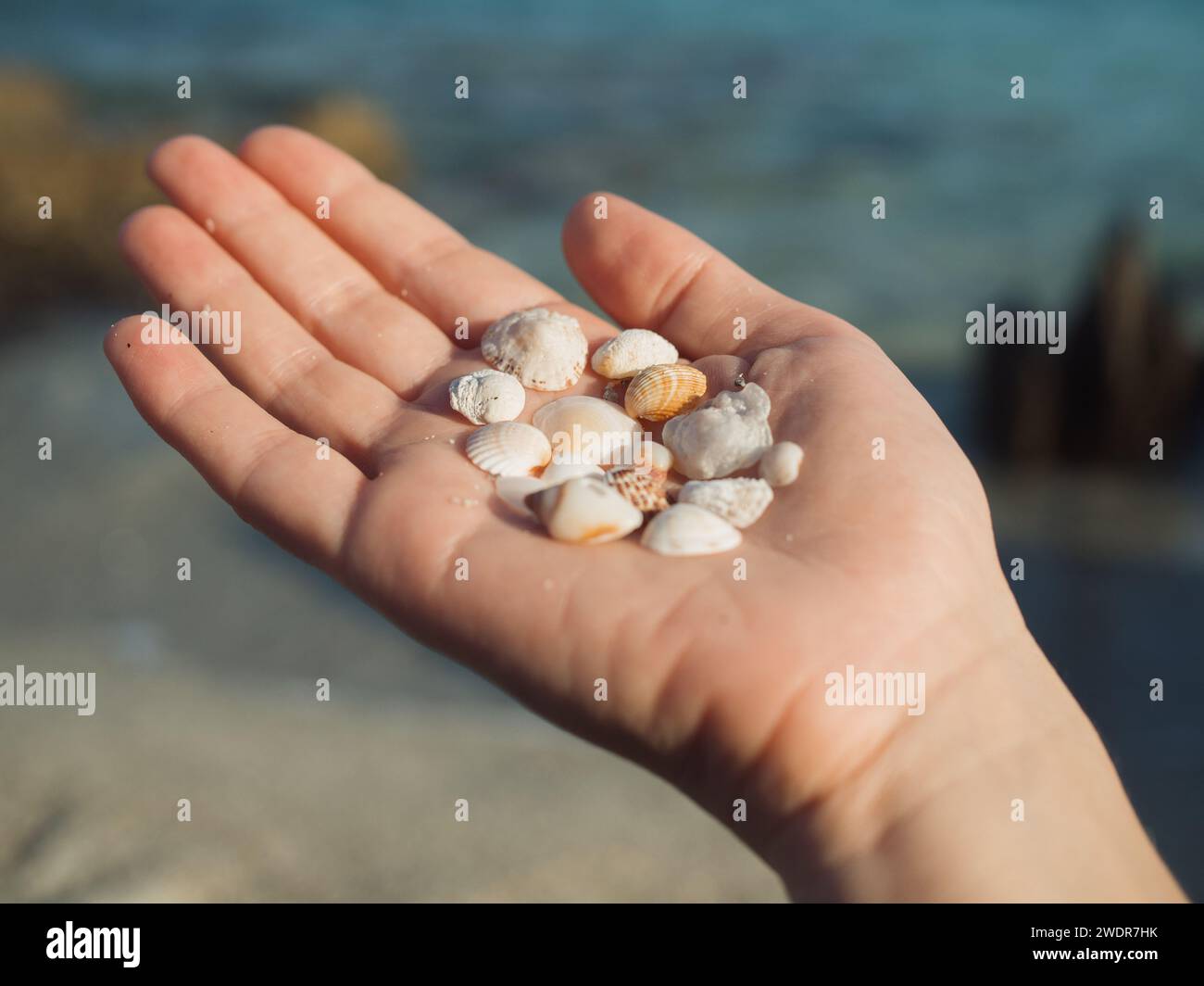 Horizontal close up of a sunlit female hand holding beautiful delicate ...
